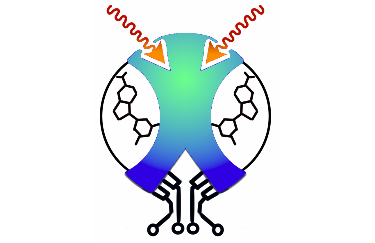 Insect-brain inspired neuromorphic nanophotonics | Evripidis Gkanias