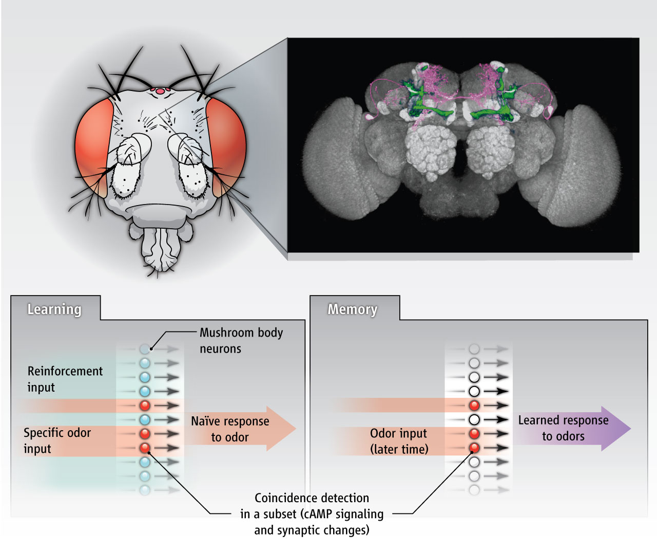Insect neuroethology of reinforcement learning | Evripidis Gkanias